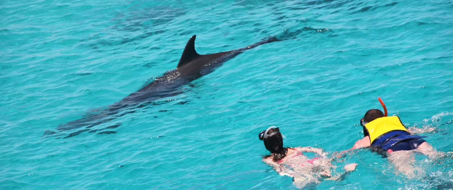 Swim with Dolphins in Hurghada – Unforgettable Ocean Encounter